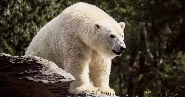 52 Beruang Kutub Lapar Menceroboh Pekan Rusia