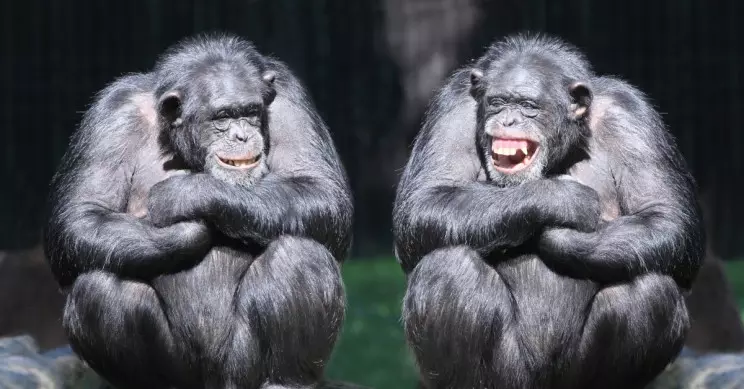 チンパンジーのコミュニケーションジェスチャーは、話されている人間の言語との類似点を共有しています