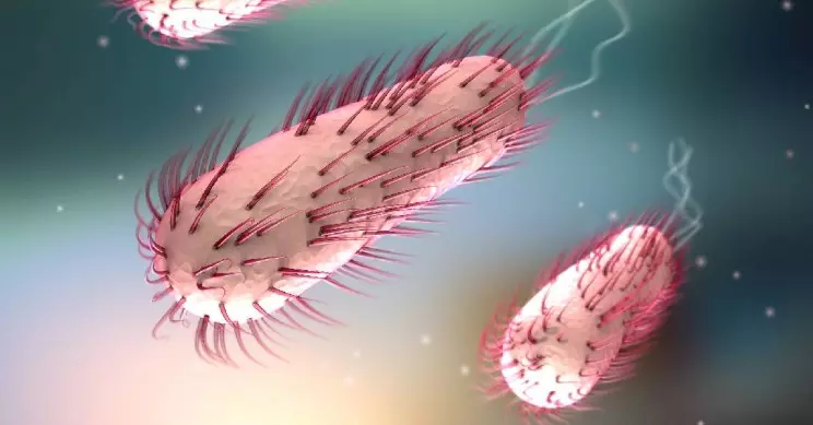 احتمالي وژونکي E. coli باکتریا په بایو محصولاتو بدله شوې