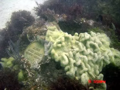 Сарасота-риф-растеж
