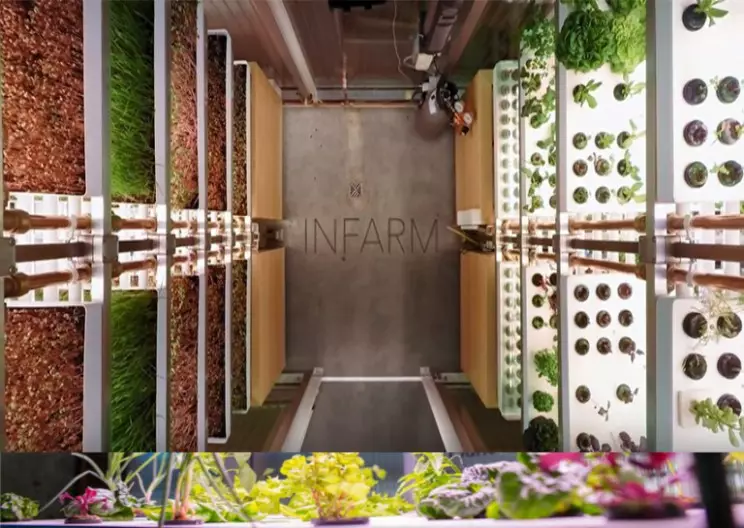 Vertical Farming Revolution prihaja v trgovino v vaši bližini