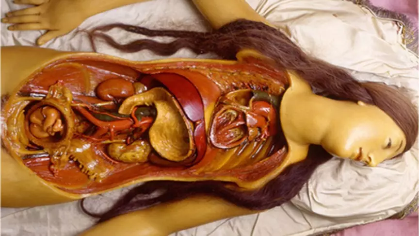 Анатомиялык Venuses: Сулуулук түзмө-түз ажыратылган