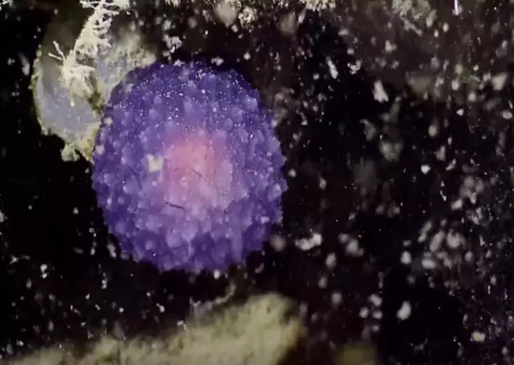 Robot Bawah Laut Menemukan Gumpalan Ungu Misterius