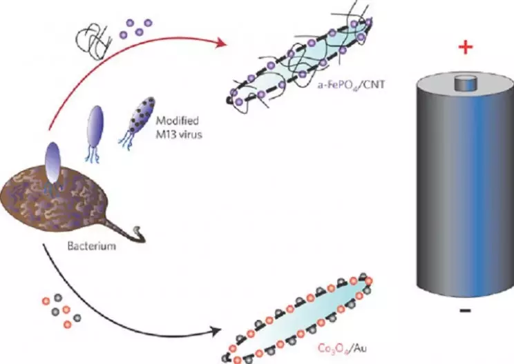 MIT stvara bateriju od genetski modificiranog virusa