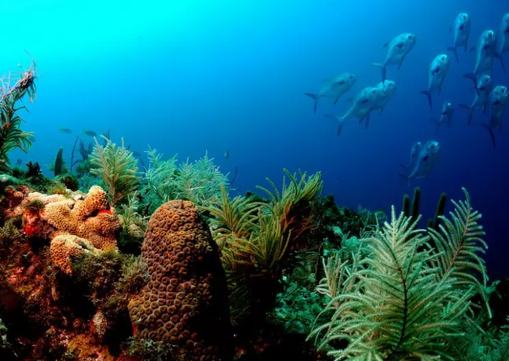 Kylantis jūros lygis iš tikrųjų gali būti naudingas koraliniams rifams