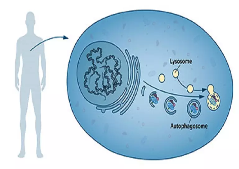 autophagy