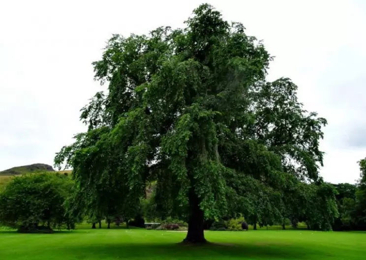 Escondidos a simple vista: árboles 'extintos' encontrados en Royal Garden