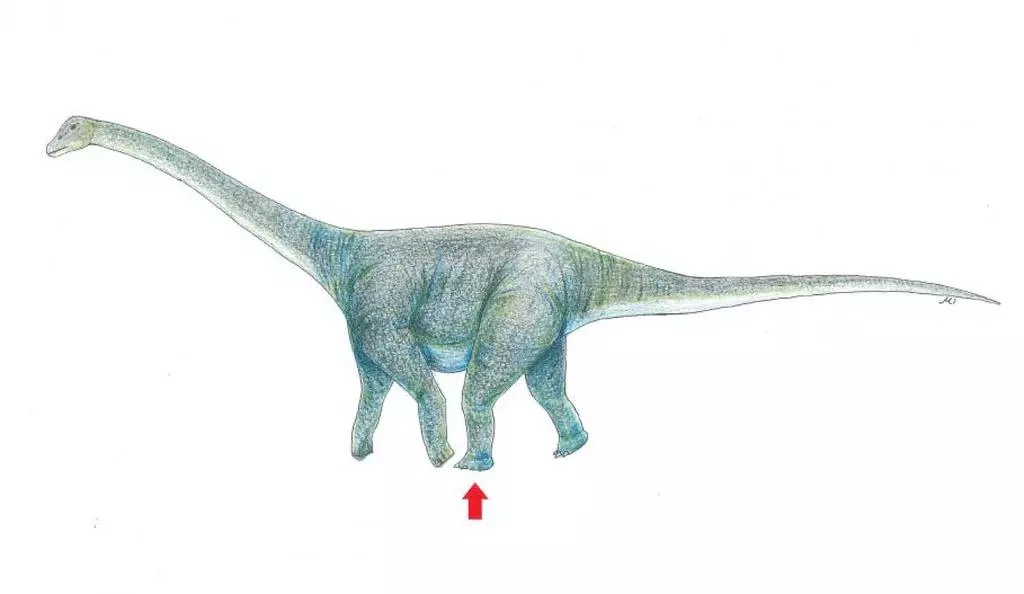 shinobu-ishigaki-dinosaur-footprint2