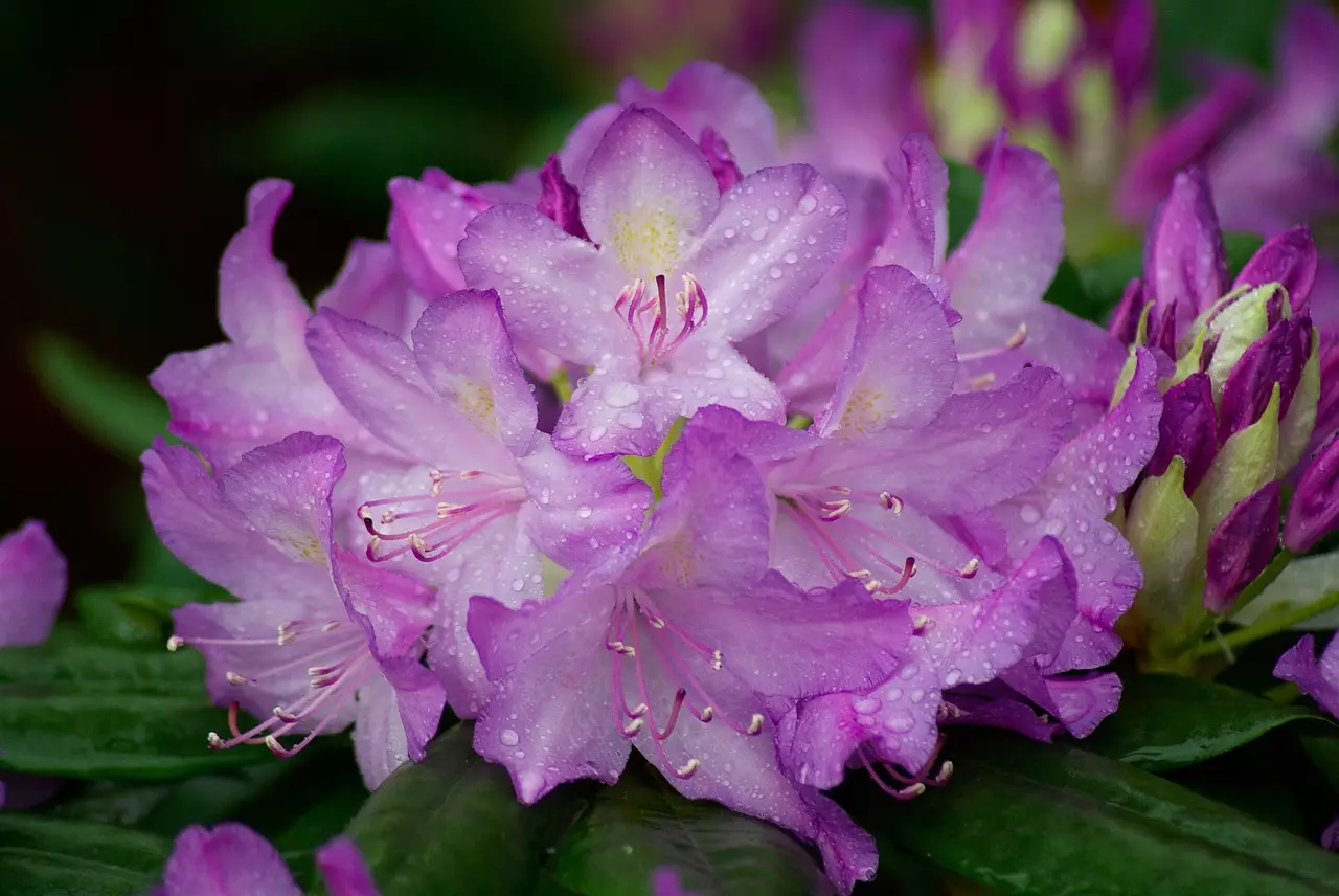 rododendron