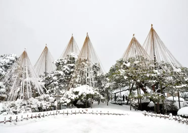 Los tirantes japoneses para árboles evitan que las ramas se rompan en la nieve