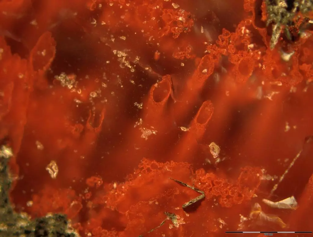 Forskere afslører jordens ældste fossil; Kunne rumme hemmeligheder til livet på Mars