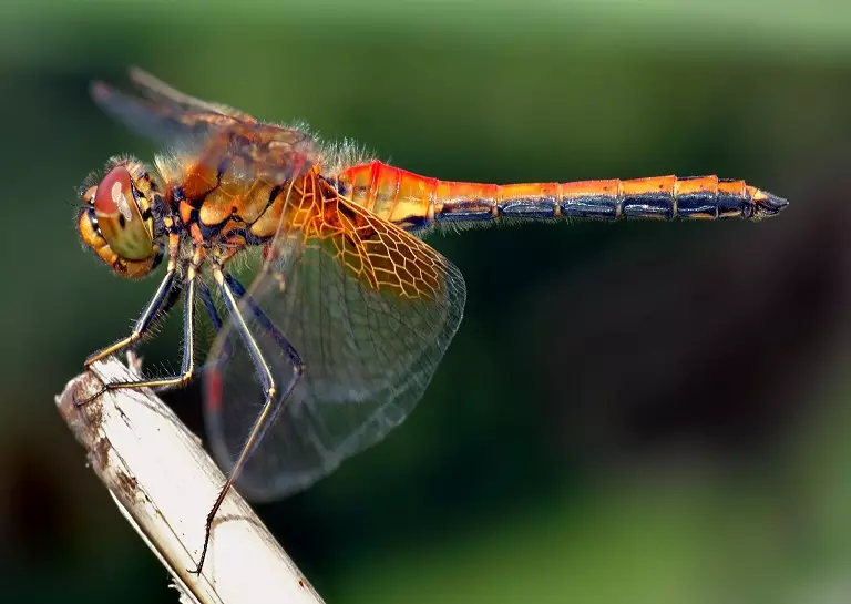 Las turbinas eólicas inspiradas en insectos ofrecen un 35 % más de eficiencia