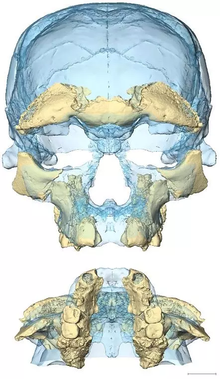 အစောဆုံး Homo sapiens ၏ 3D ရုပ်ပုံ