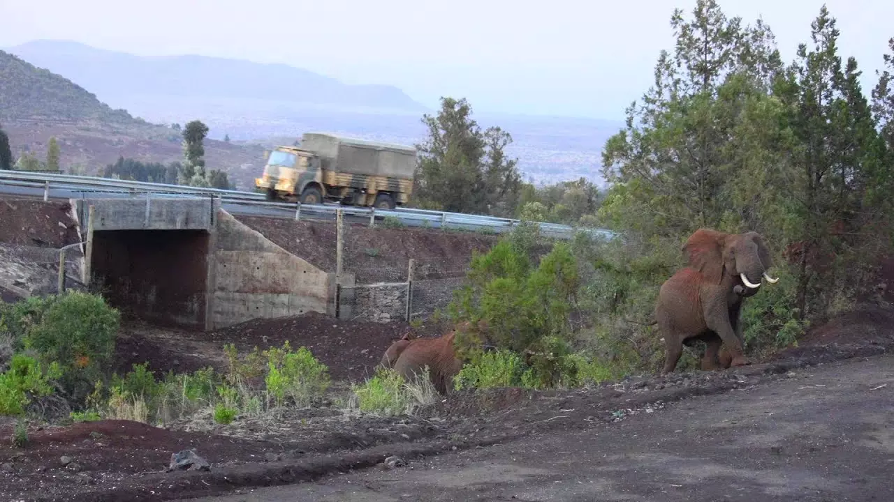 incroci della fauna selvatica in Kenya