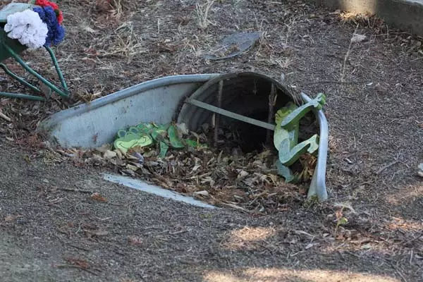 rospi che attraversano la fauna selvatica 1