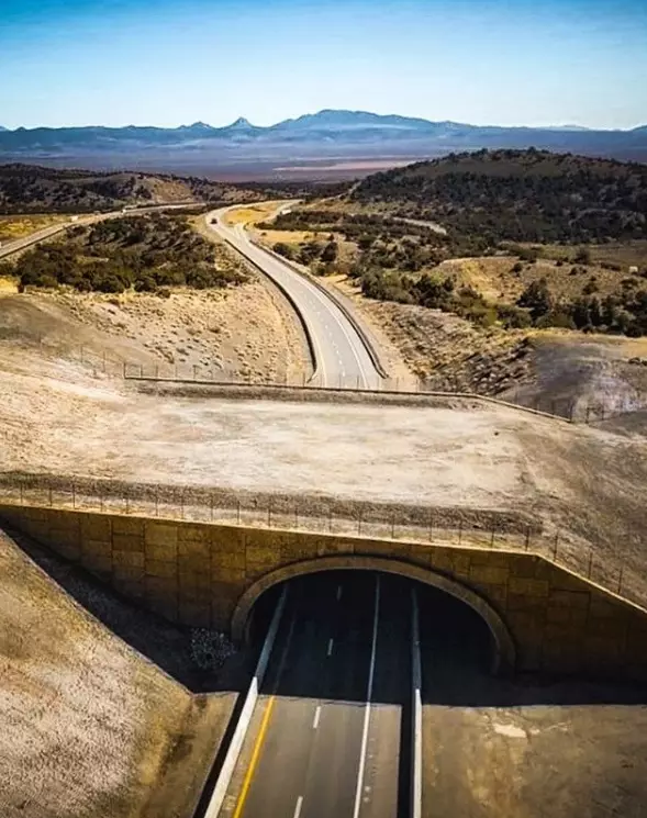 wildlife crossing nevada