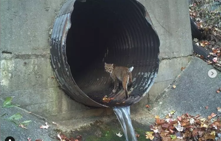 canale sotterraneo di attraversamenti della fauna selvatica