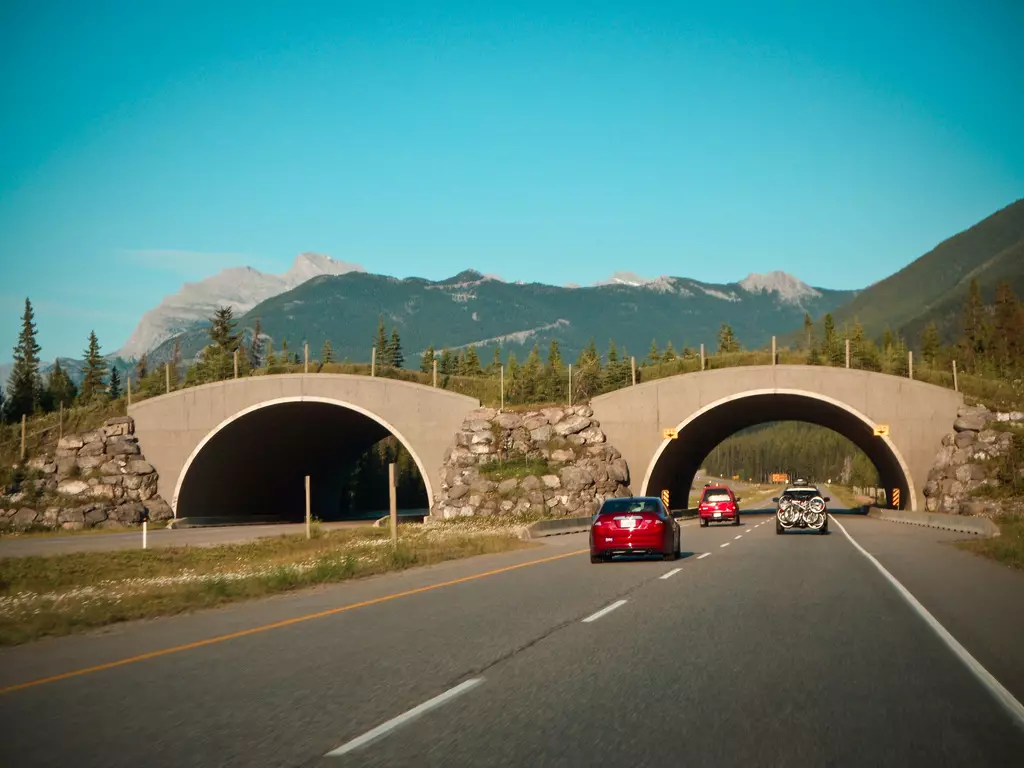 cruce de animales banff