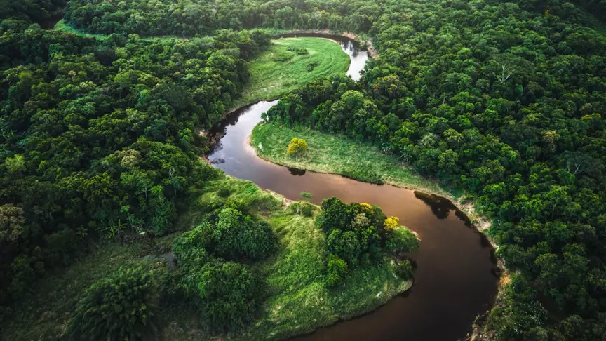 Raziskovalci določijo žarišča ponovne rasti deževnega gozda za boj proti podnebnim spremembam