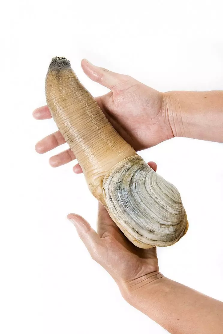 izilwanyana ongazange uve nge geoduck