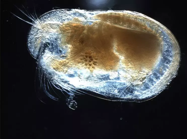 dýr sem þú hefur aldrei heyrt um ostracod