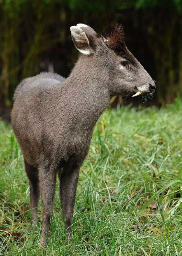 dýr sem þú hefur aldrei heyrt um dádýr