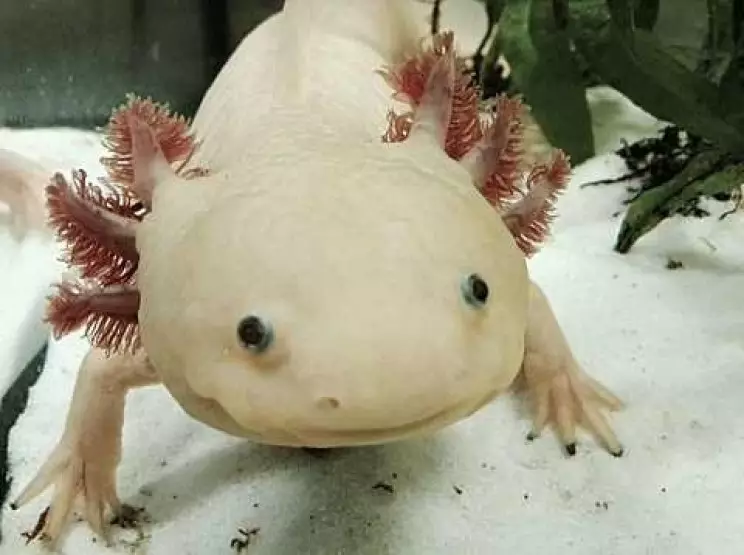 állatok, amelyekről soha nem hallottál az axolotlról