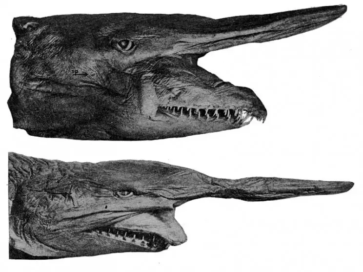 xayawaan aadan weligaa maqlin goblin shark