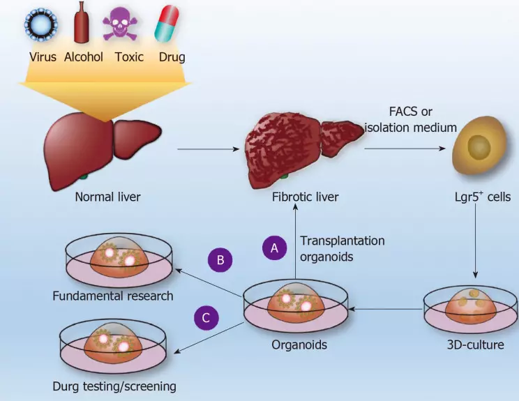 Liewer fibrose