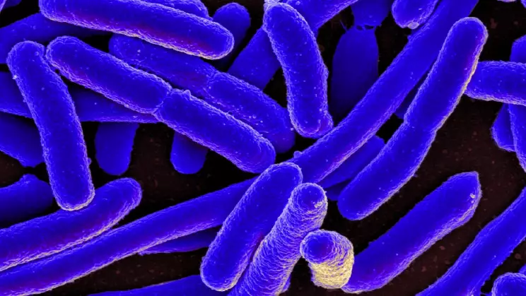 這些顯著的細菌吃污染和呼吸電力