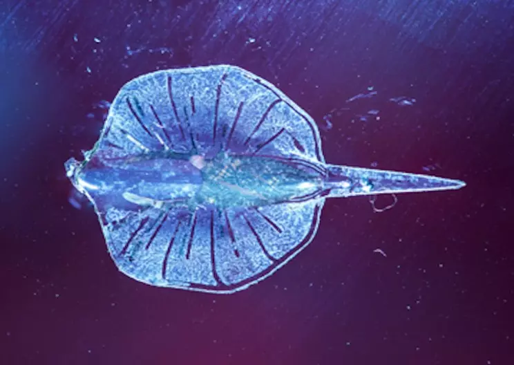 သက်ရှိကြွက်ဆဲလ်များမှ စက်ရုပ်ငါးသေရုပ်ကို သုတေသီများ တီထွင်ထုတ်လုပ်ခဲ့သည်။