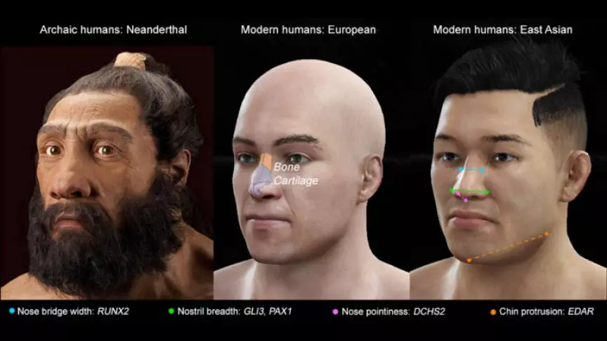 Právě objevené geny tvarování nosu u lidí